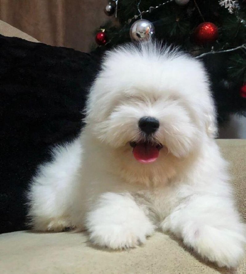 Coton de Tulear (Tulearski pas) stenci | Vienna, Austria