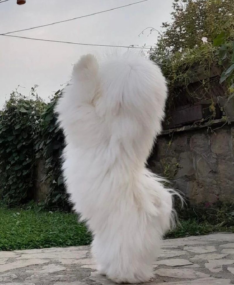 Coton de Tulear (Tulearski pas) stenci | Vienna, Austria