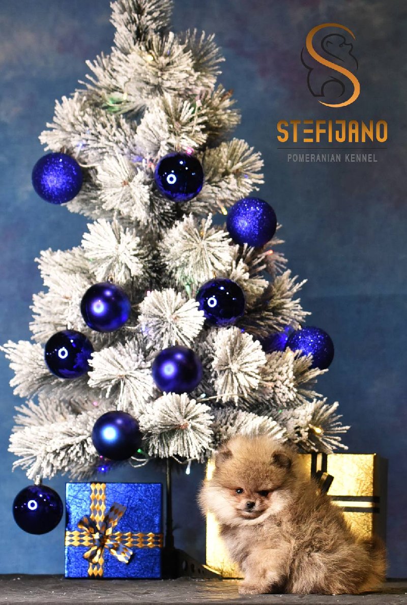 Pomeranac BOO štenci | Loznica, Serbia