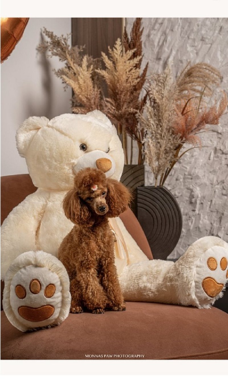 Crvene patuljaste i toy pudle | Vienna, Austria