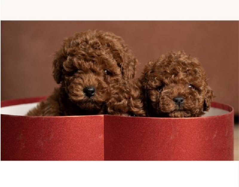 Crvene patuljaste i toy pudle | Vienna, Austria